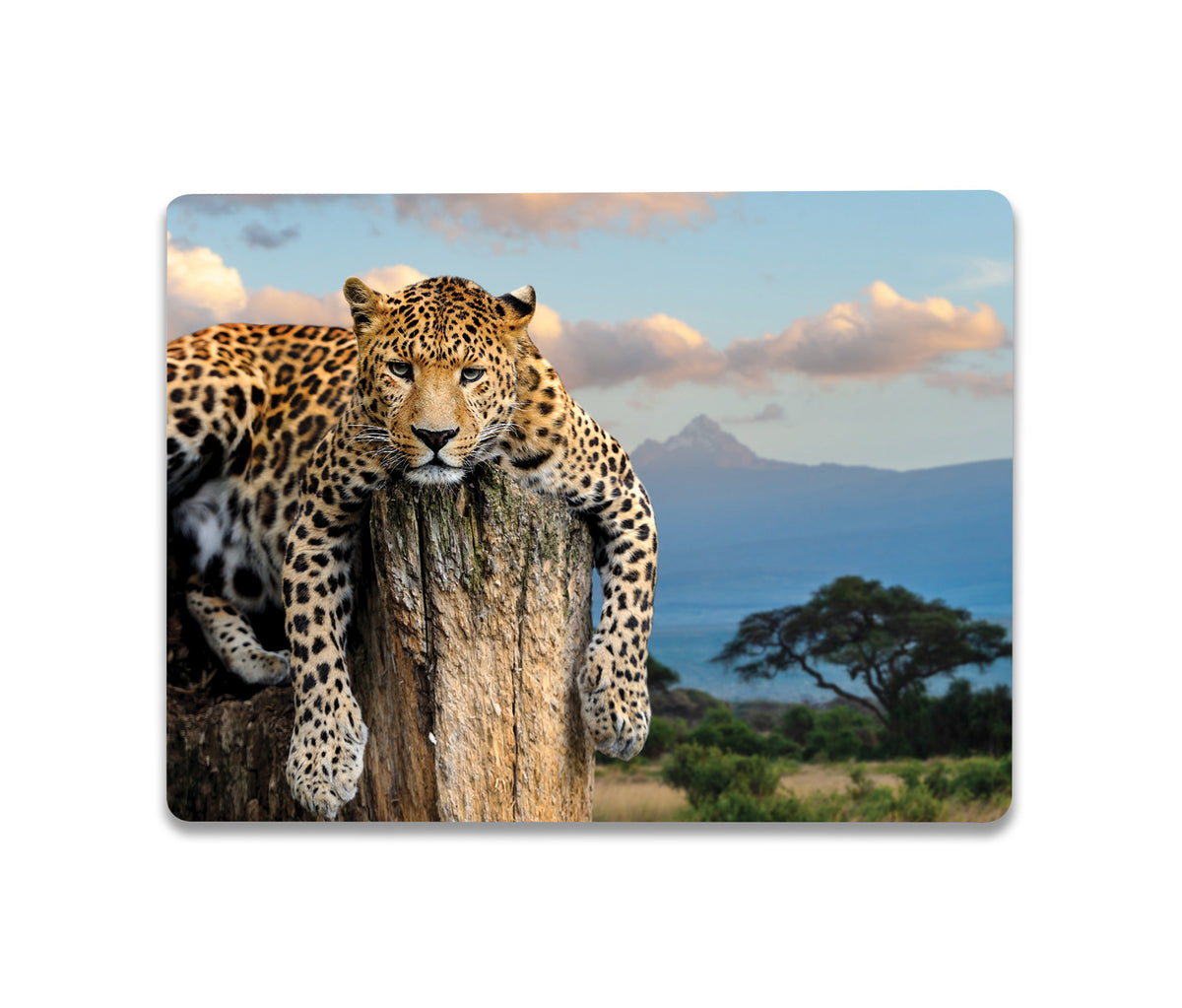 Chill Leopard Skin For Microsoft Surface Laptop Go 3 (2023) — MightySkins