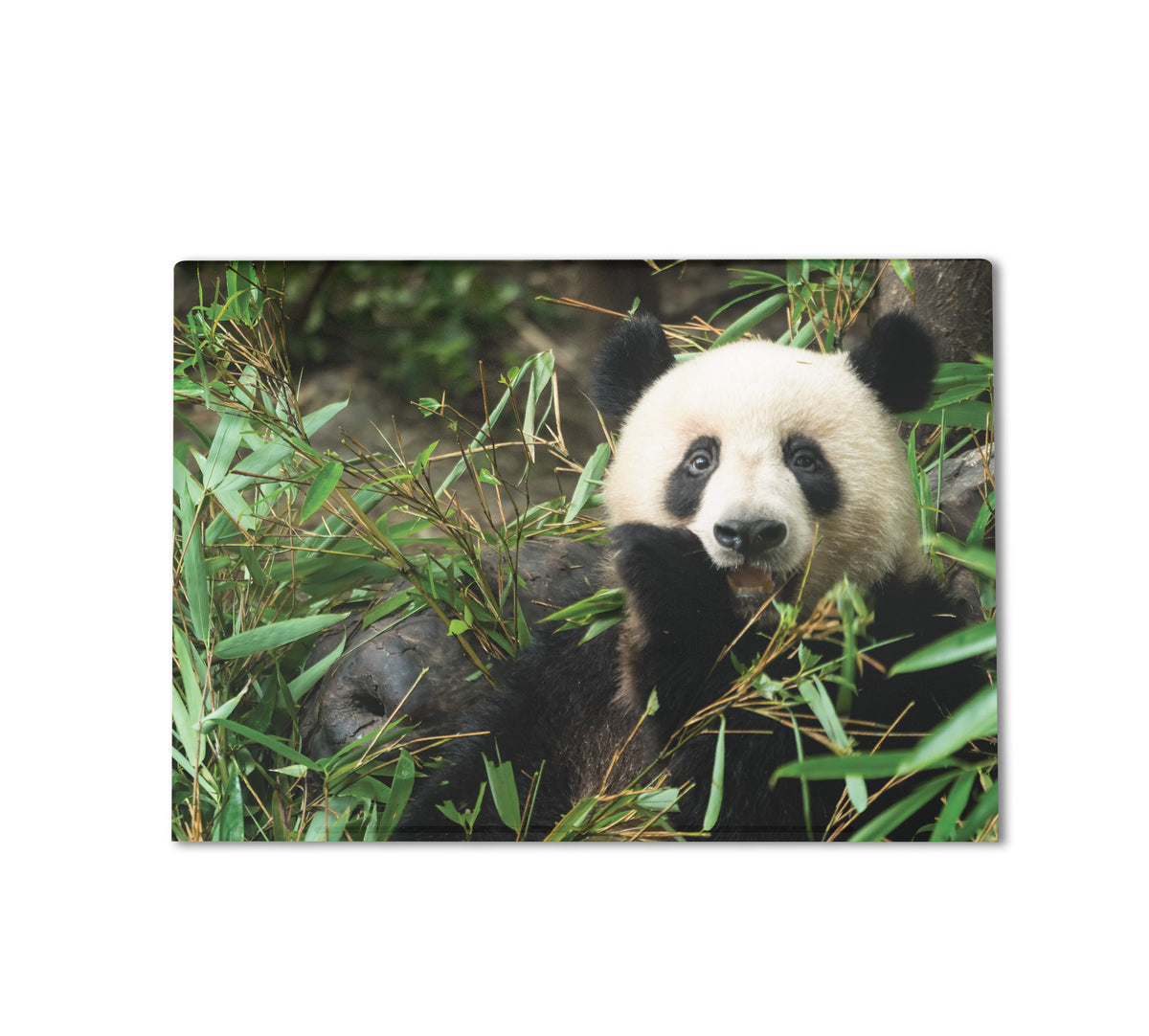 Chill Panda Skin For HP Envy x360 16” (2023) — MightySkins