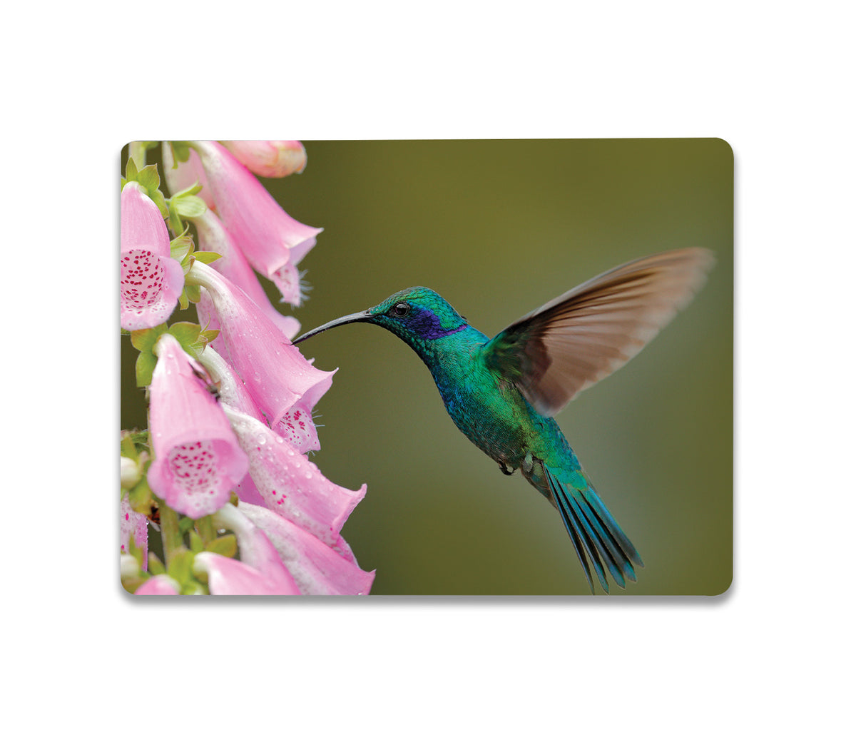 Hummingbird Skin For Microsoft Surface Laptop Go 3 (2023) — MightySkins