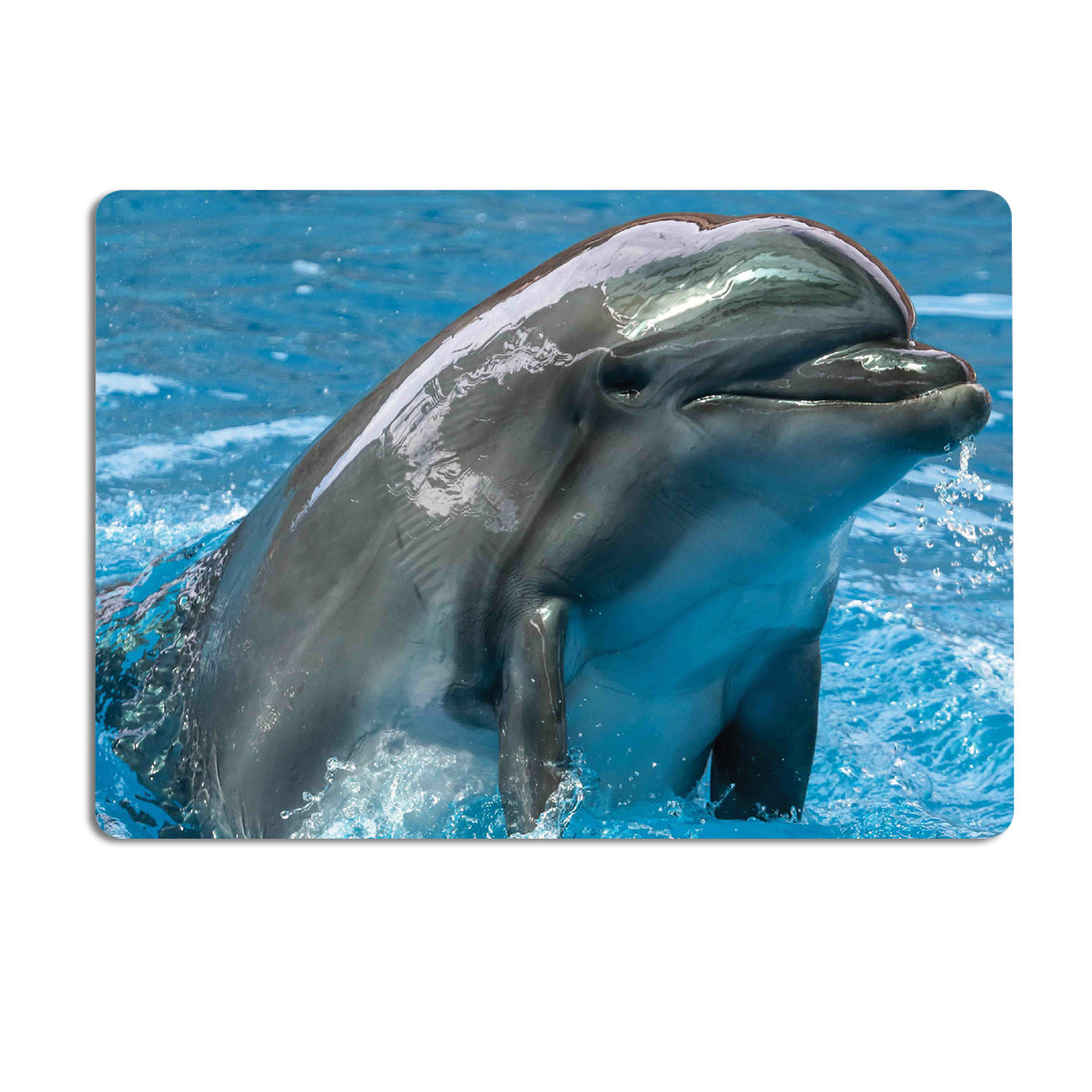 Dolphin Greeting Skin For Apple MacBook Pro 16” M1/M2/M3 (2021 & 2023 ...