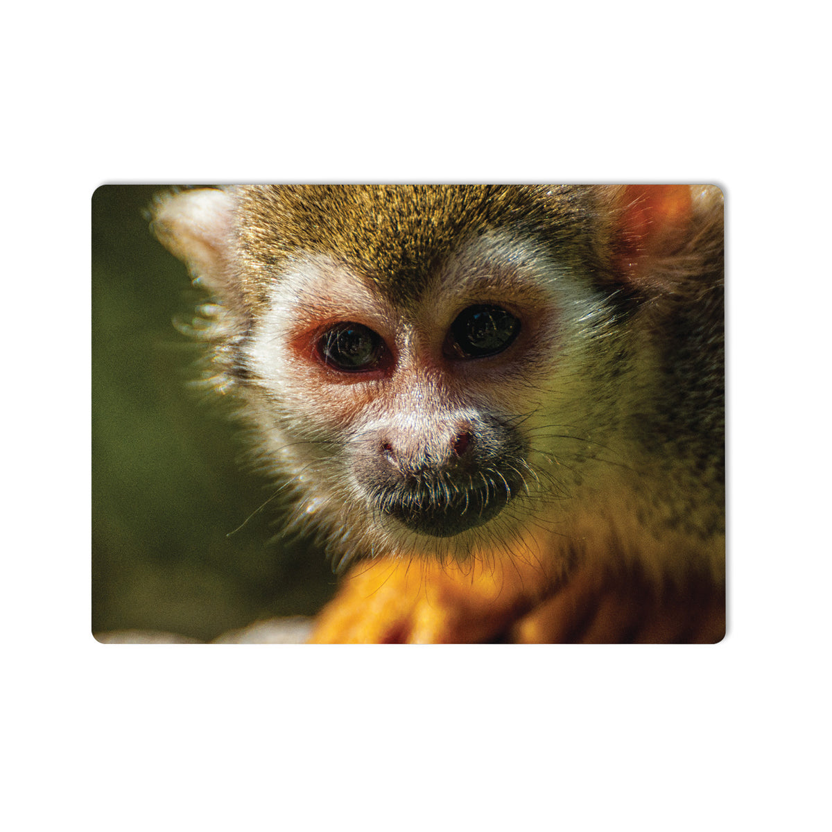 Squirrel Monkey Skin For Microsoft Surface Laptop 5 15” Laptop ...
